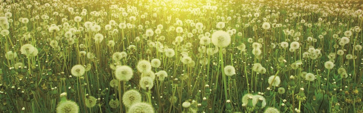 THE DANDELION STORY – INTREPID DANDELION